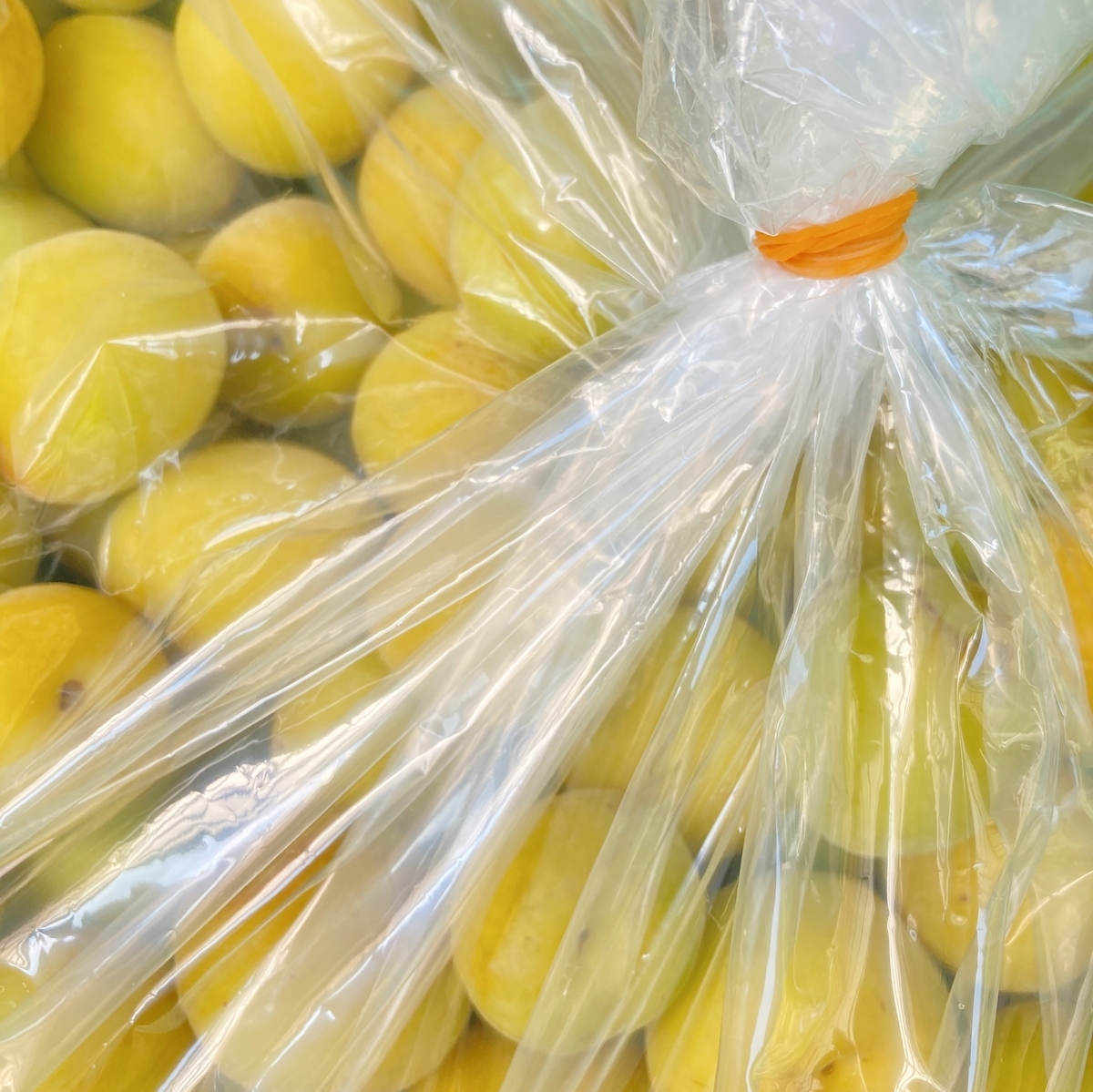 失敗なし！梅干しづくり。 - cultivate tachima