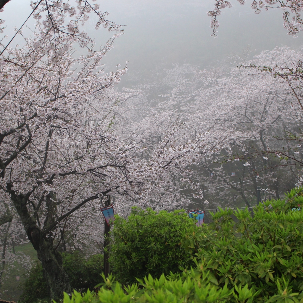 【さくら】安芸津正福寺山公園 - Kaita City Life 海田市生活