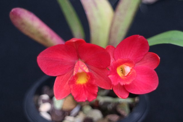 Ctt. Dogashima Sunset ‘Max’ BM/JOGA ドーガシマサンセット ‘マックス’ - 蘭だら かんだら