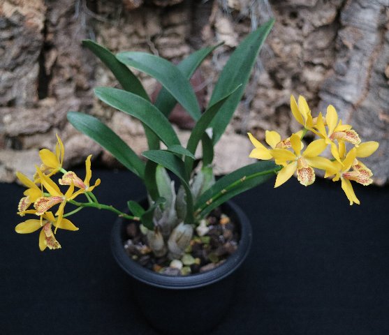 Gcy.Kyoguchi‘Nishimino’ グアリサイクリア キョーグチ ‘ニシミノ’ - 蘭だら かんだら