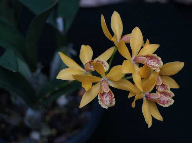 Gcy.Kyoguchi‘Nishimino’ グアリサイクリア キョーグチ ‘ニシミノ’ - 蘭だら かんだら