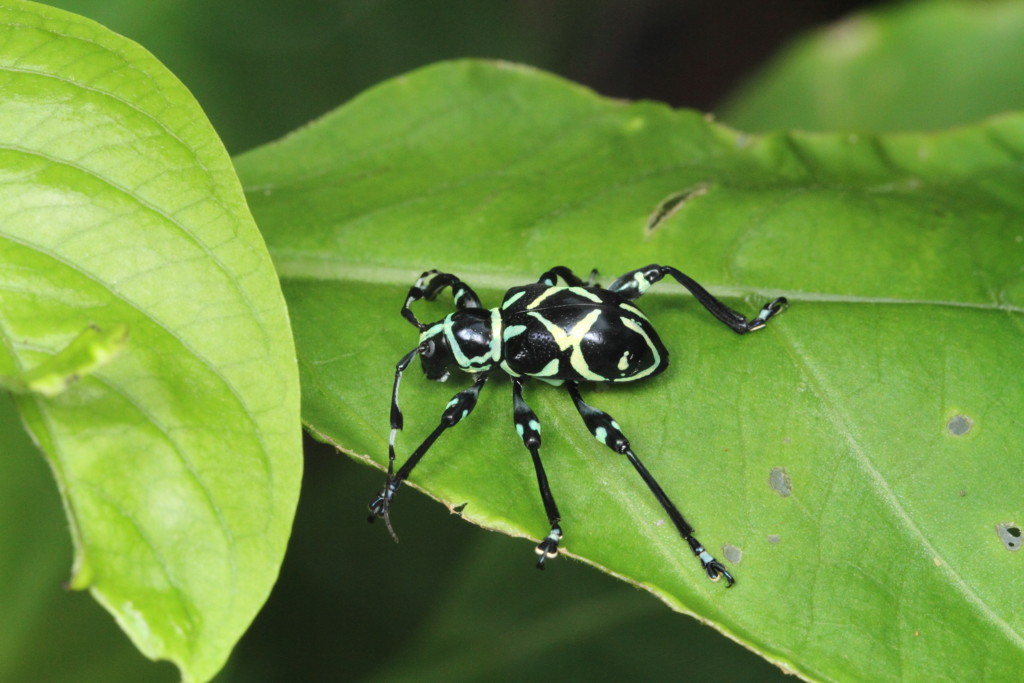 蘭嶼の寶石 - 断虫亭日乗