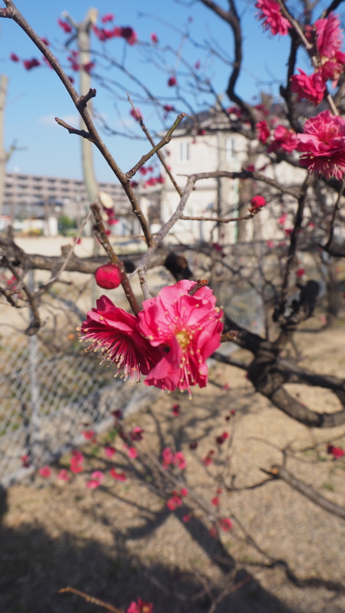 写真 - 日々の記録