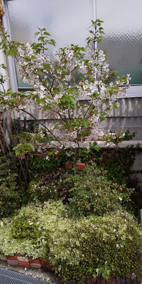 『20230408の花壇』の事。 - deahiro’s blog