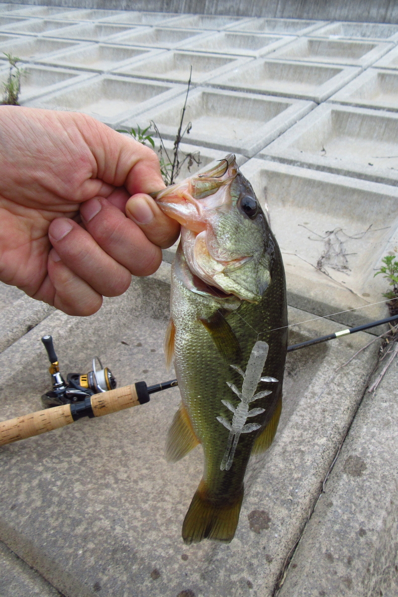 バスフィッシング - derion’s diary