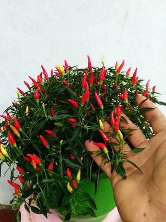 Jual Cabe Hias Solo 082133374742