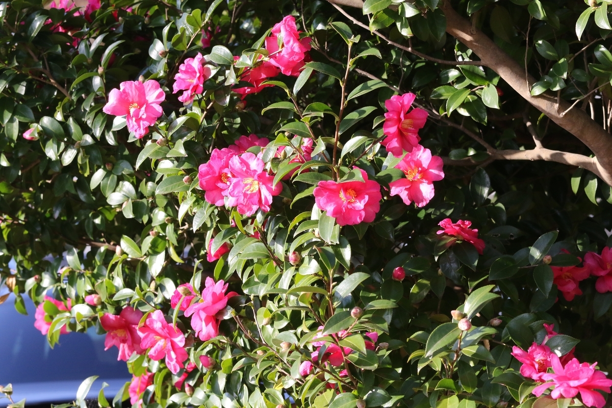咲き誇るサザンカ - なかなかなかね野鳥と自然の写真館