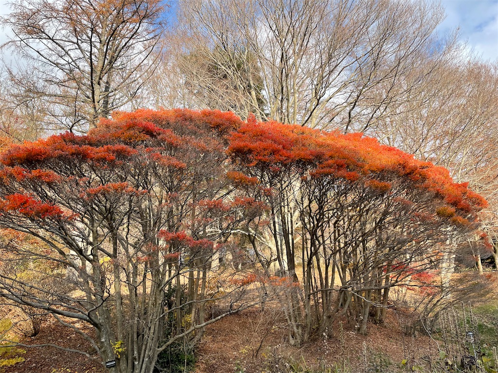 秋の紅葉をみてきた！ - Dingo-Dingo-Dingo