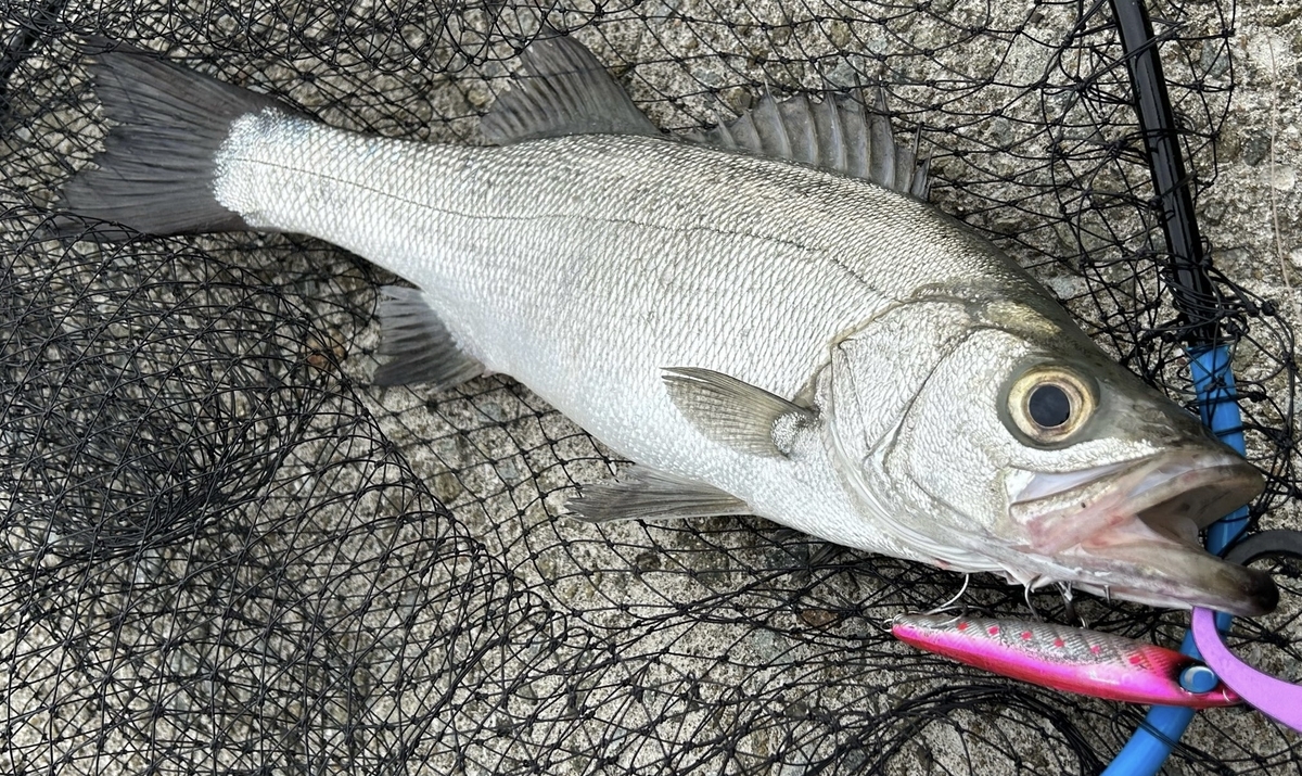 Seabondsのフィッシュグリップをシーバス用に買ってみたけどめっちゃ良い - じーあーるえす184