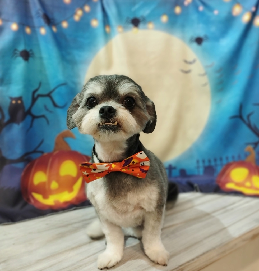 ★エルくん★ - 掛川のトリミングサロンDog salon OluOluブログ