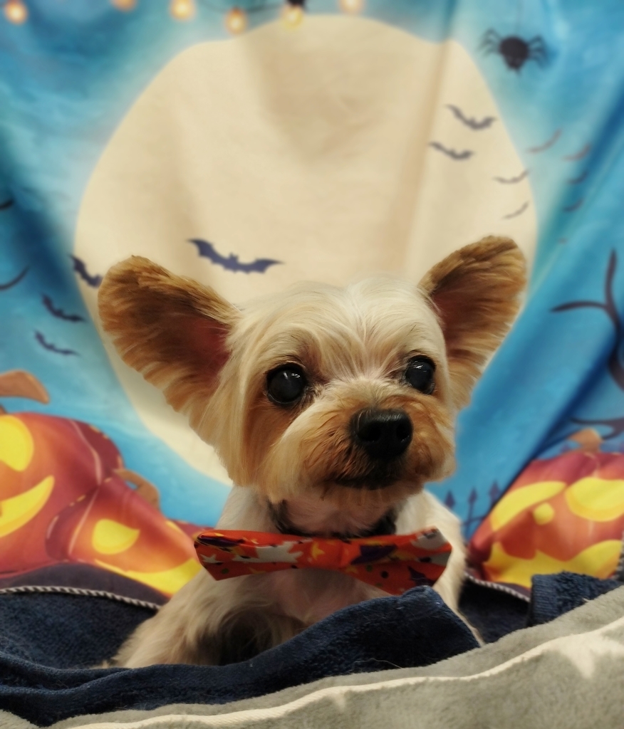 ★ココちゃん★ - 掛川のトリミングサロンDog salon OluOluブログ