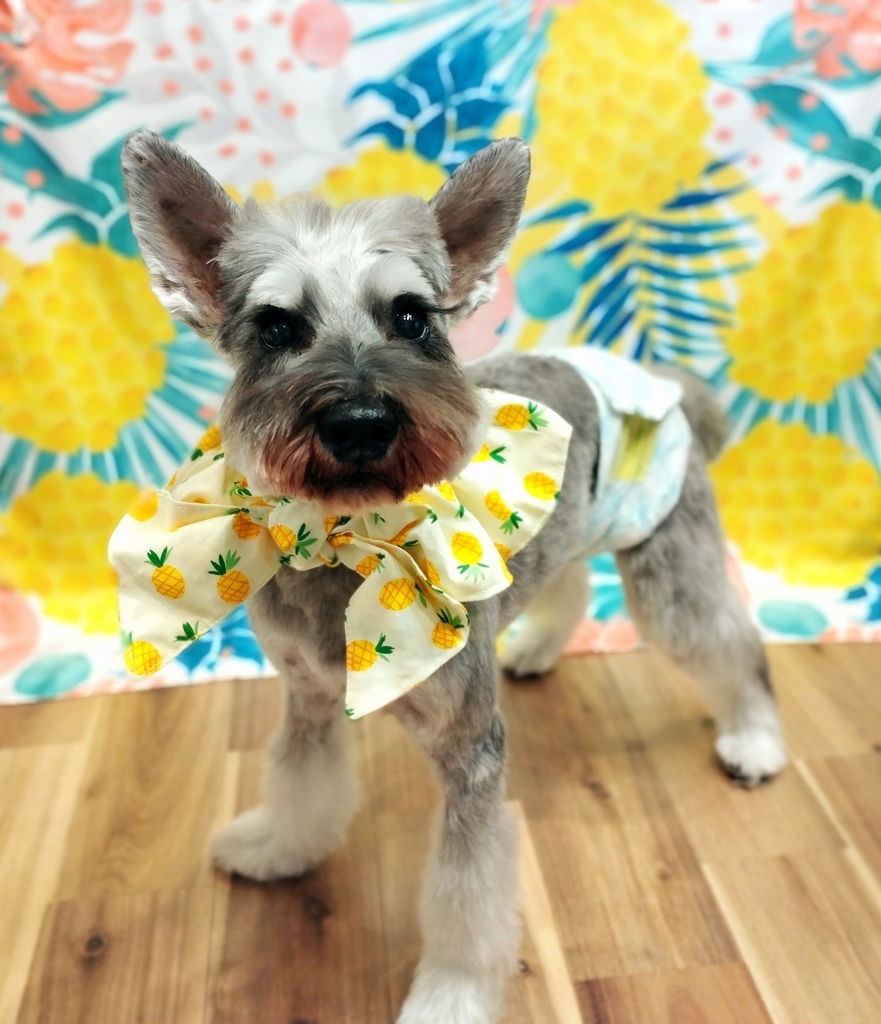 ★アルくん★ - 掛川のトリミングサロンDog salon OluOluブログ