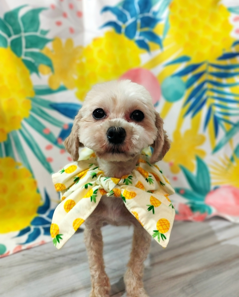 ★ココちゃん★ - 掛川のトリミングサロンDog salon OluOluブログ