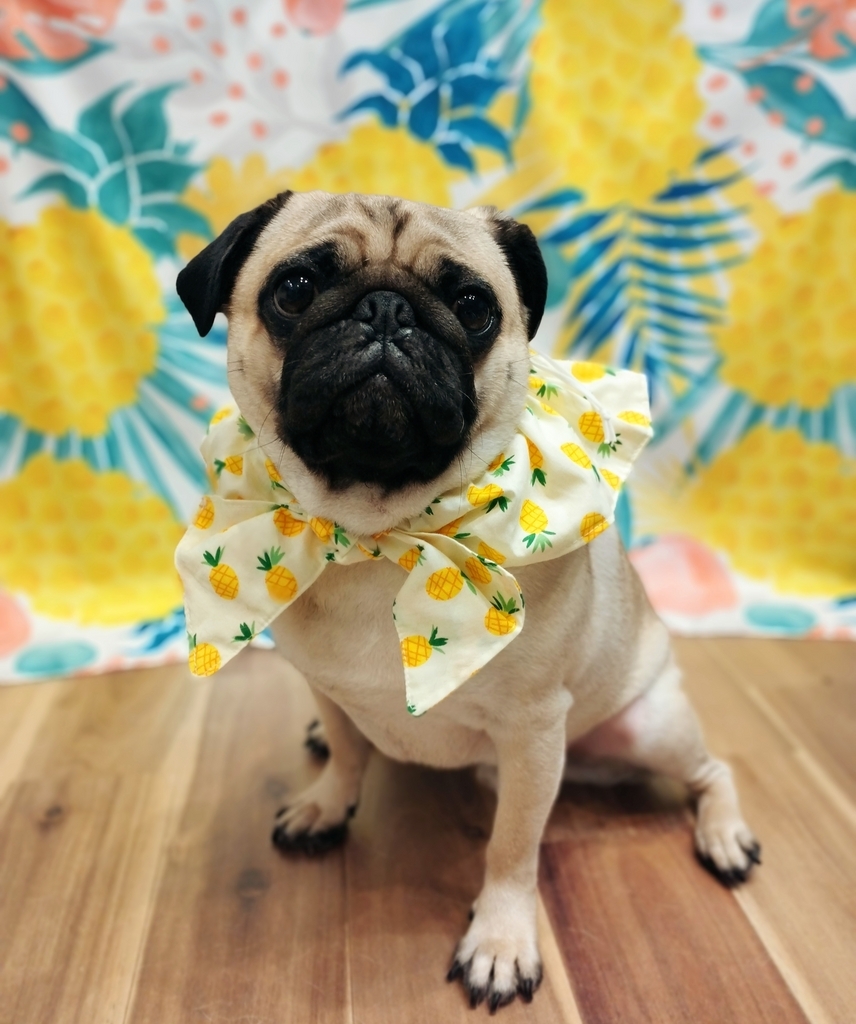 ★虎徹くん★ - 掛川のトリミングサロンDog salon OluOluブログ