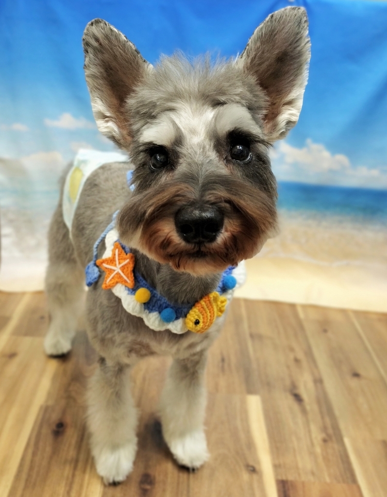 ★アルくん★ - 掛川のトリミングサロンDog salon OluOluブログ