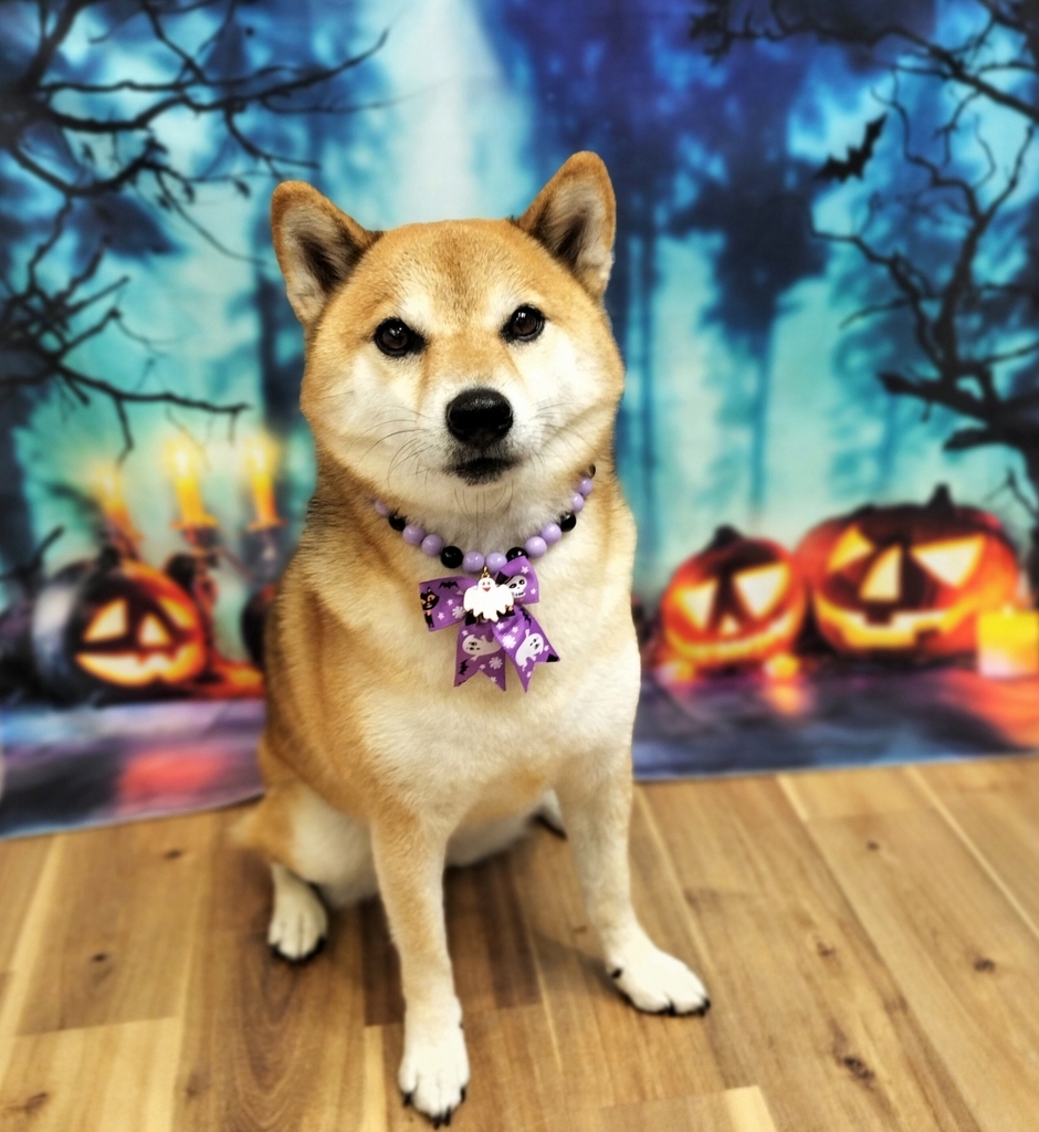 ★りんちゃん★ - 掛川のトリミングサロンDog salon OluOluブログ