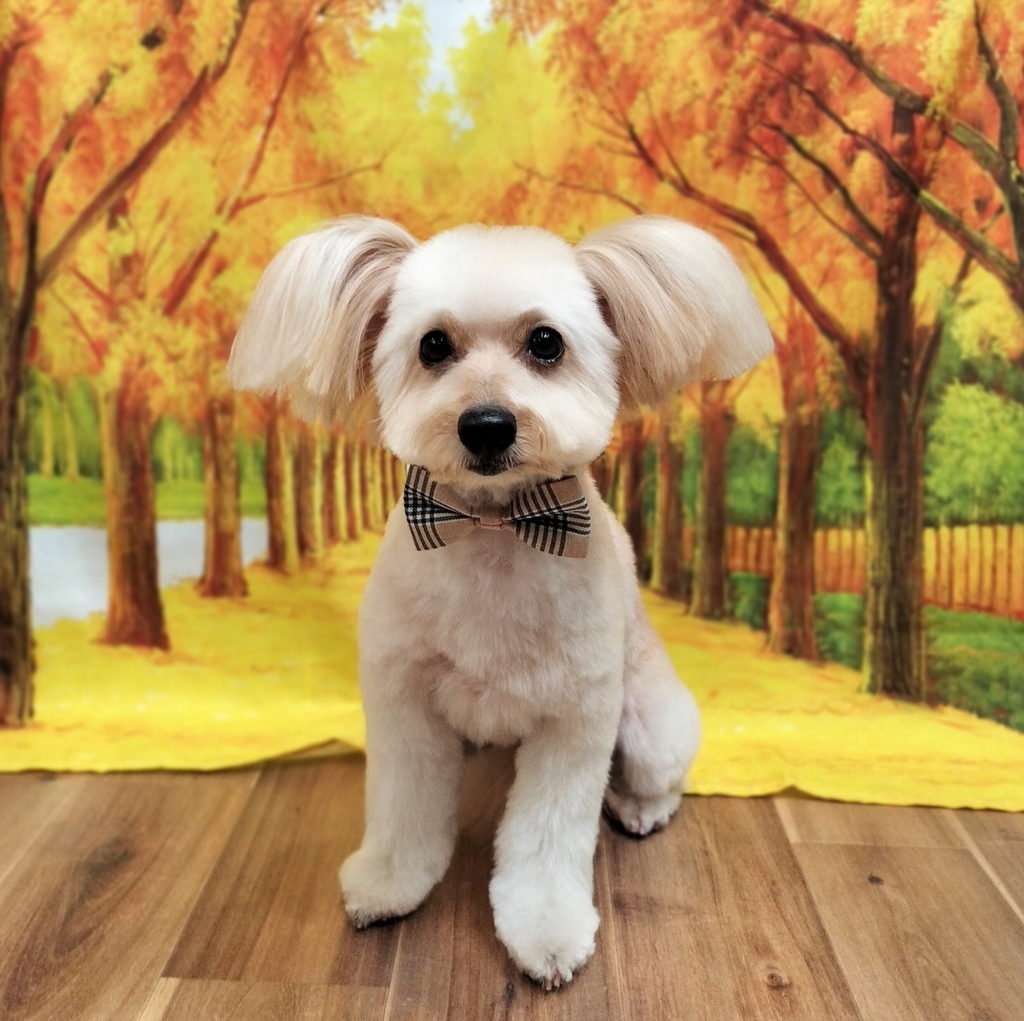 ★はなちゃん★ - 掛川のトリミングサロンDog salon OluOluブログ