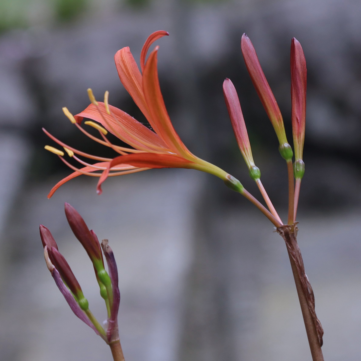 花の聲（こえ）を聞く - ほうわ