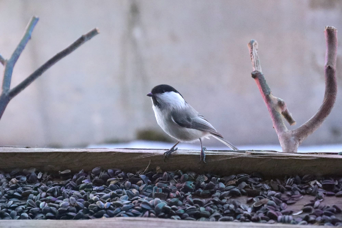 福井県自然保護センター 失われゆく生物多様性 - よもやま話