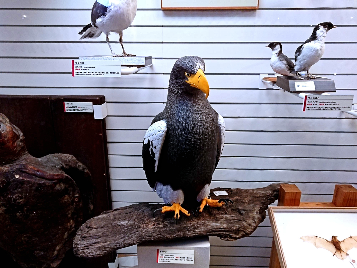 福井県自然保護センター 失われゆく生物多様性 - よもやま話