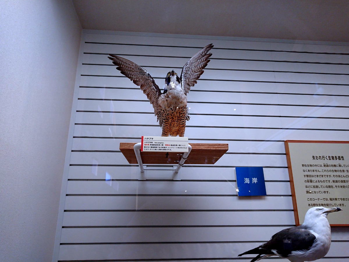 福井県自然保護センター 失われゆく生物多様性 - よもやま話