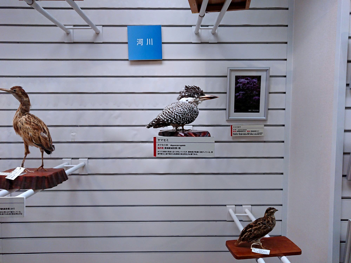 福井県自然保護センター 失われゆく生物多様性 - よもやま話