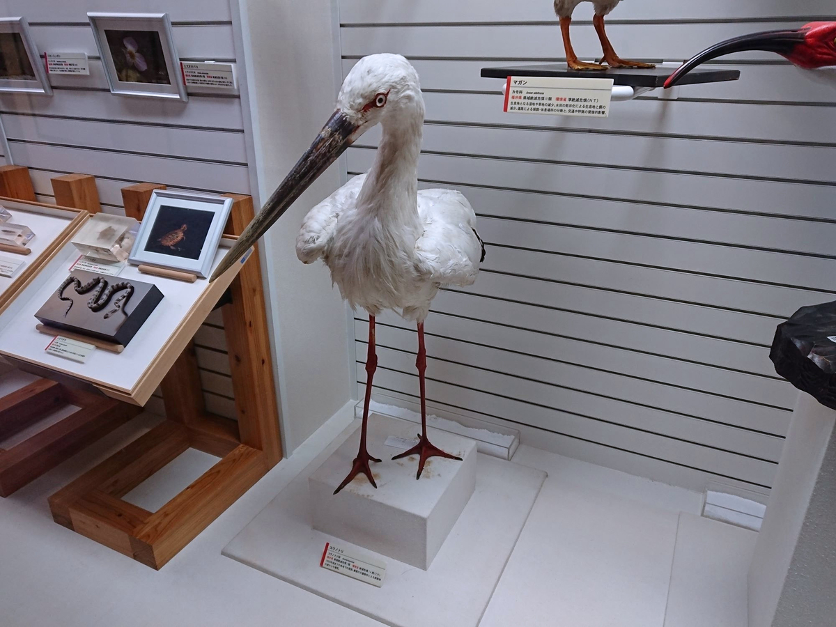 福井県自然保護センター 失われゆく生物多様性 - よもやま話