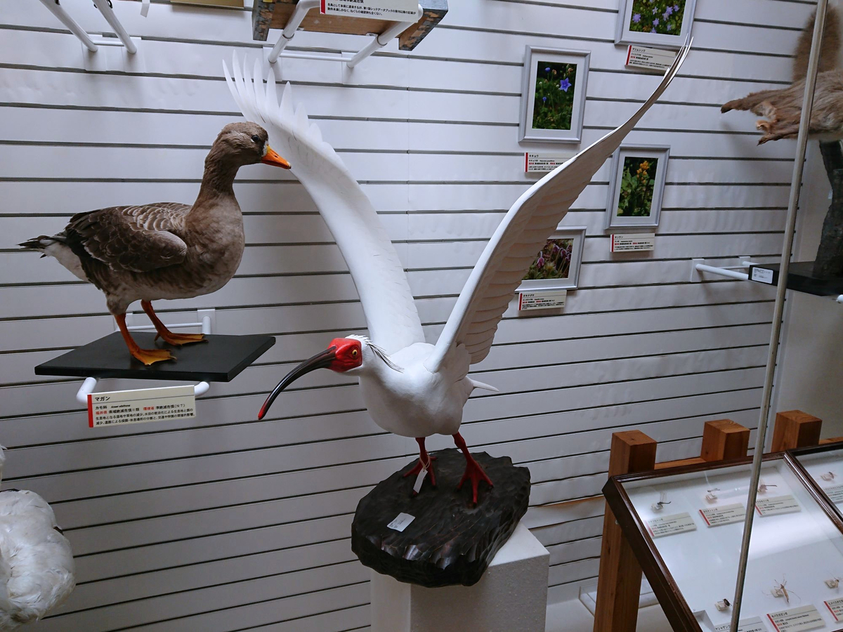 福井県自然保護センター 失われゆく生物多様性 - よもやま話