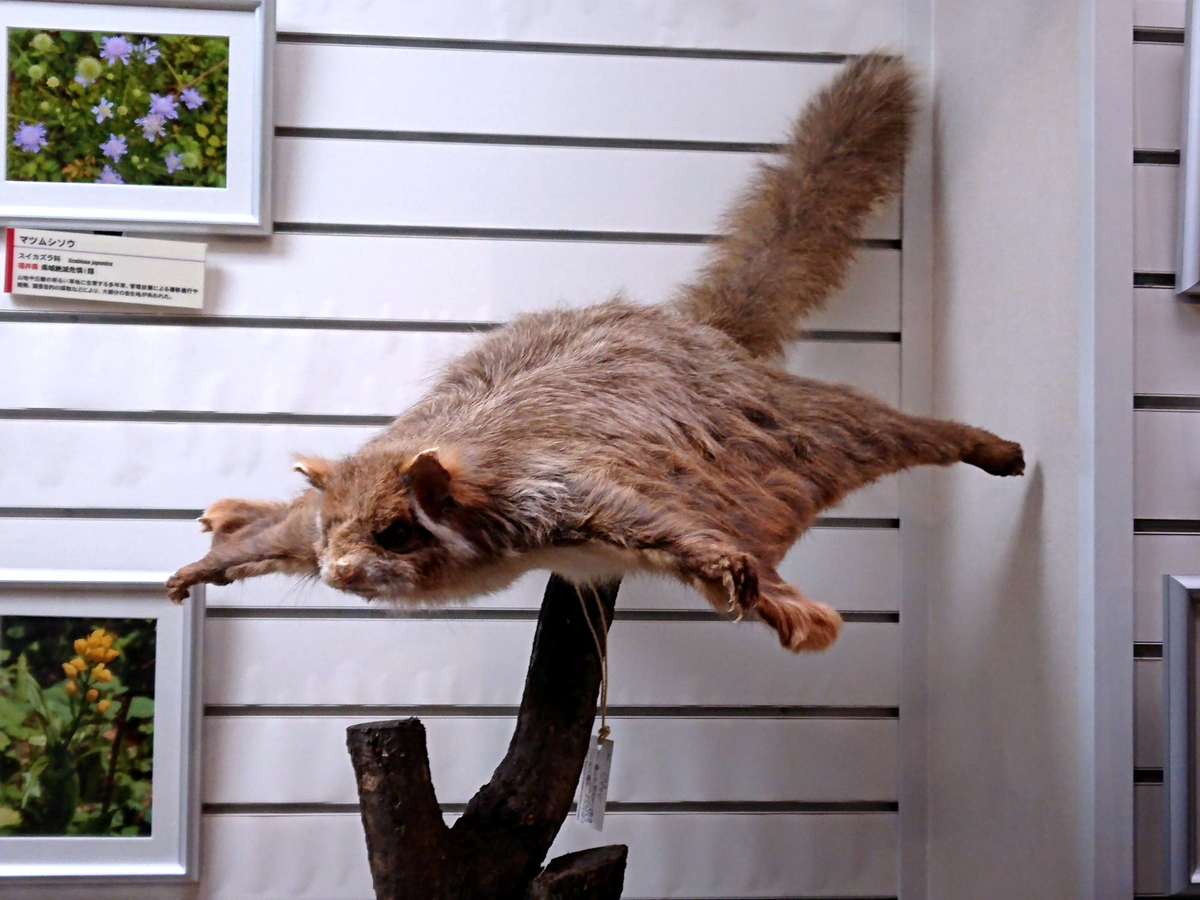 福井県自然保護センター 失われゆく生物多様性 - よもやま話