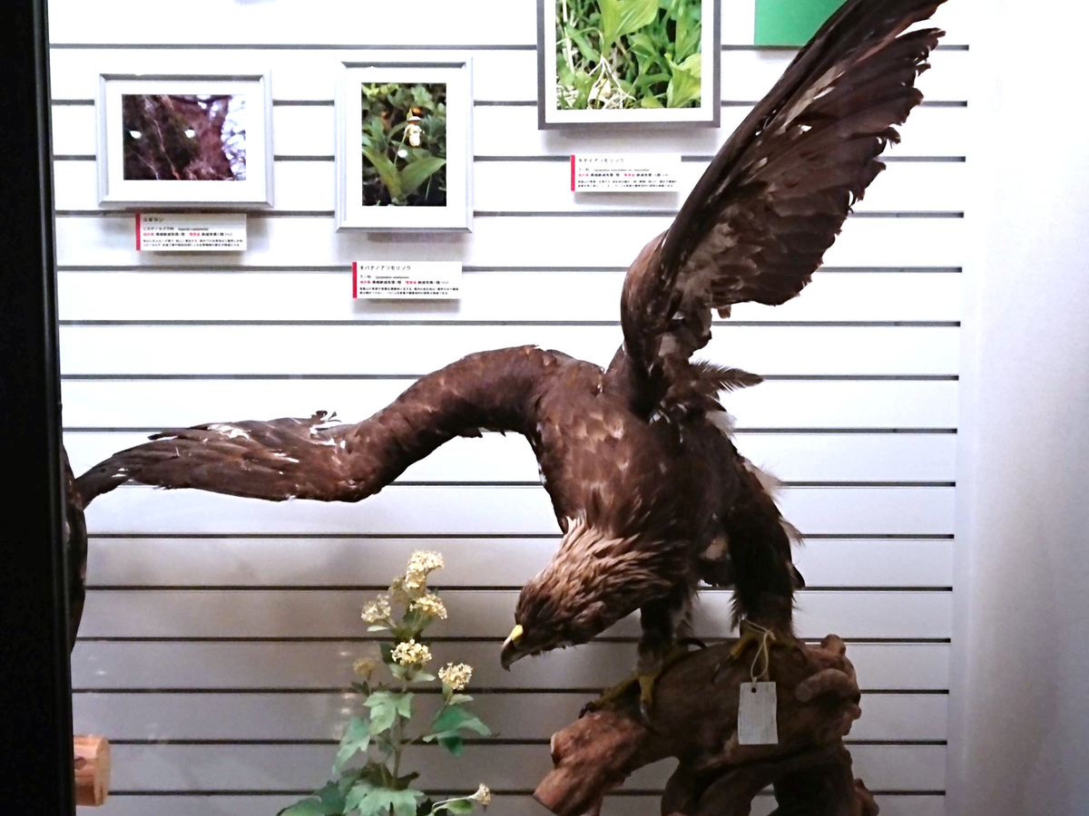 福井県自然保護センター 失われゆく生物多様性 - よもやま話