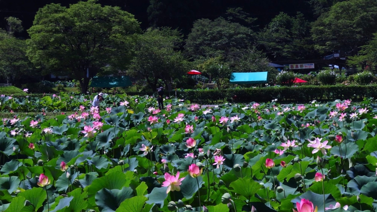 花はす公園 その1 - よもやま話