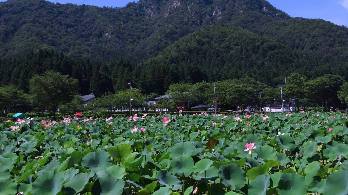 花はす公園 その1 - よもやま話