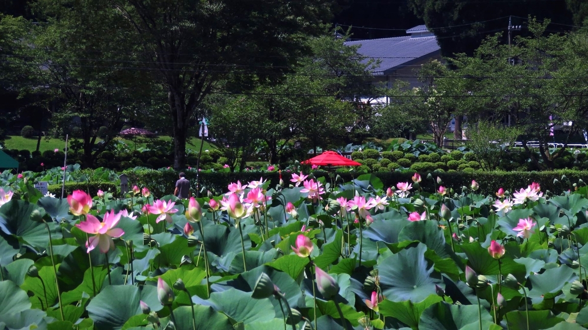 花はす公園 その1 - よもやま話
