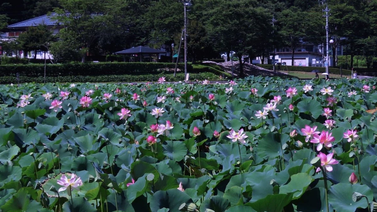 花はす公園 その1 - よもやま話