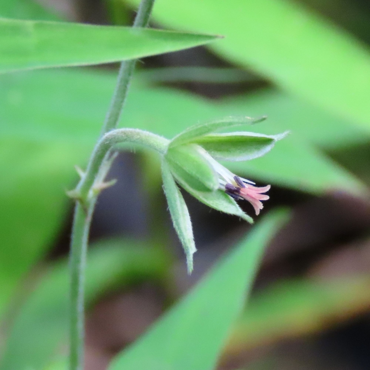 現の証拠と御輿草 - よもやま話