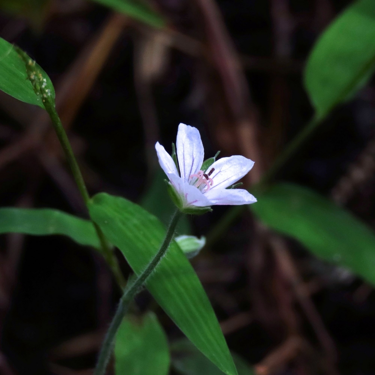 現の証拠と御輿草 - よもやま話