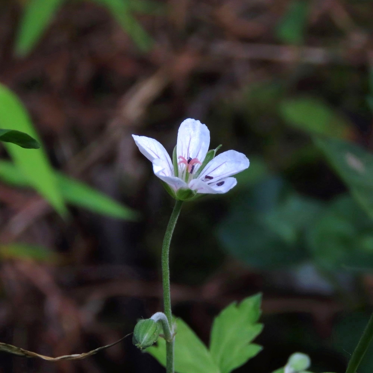 現の証拠と御輿草 - よもやま話