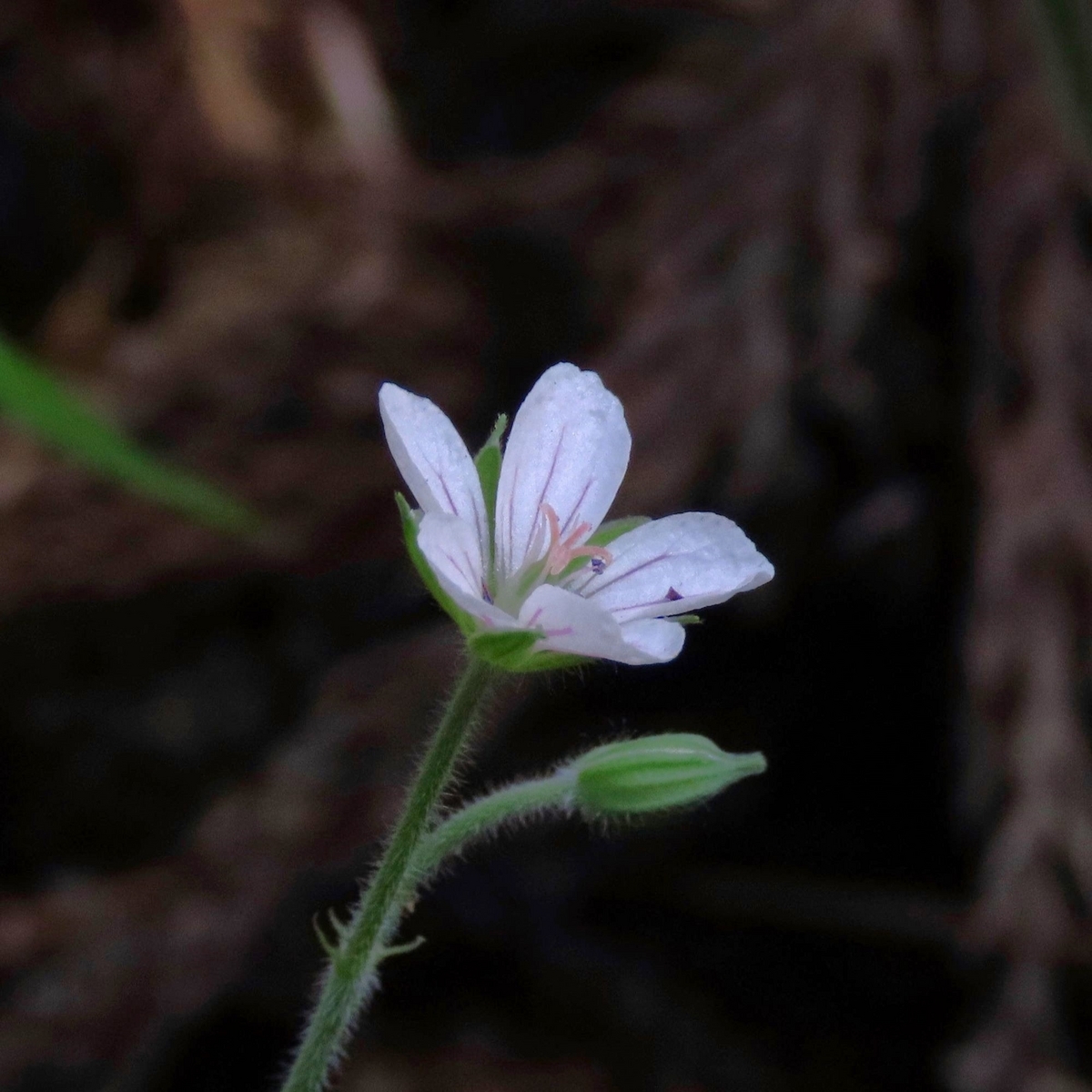 現の証拠と御輿草 - よもやま話