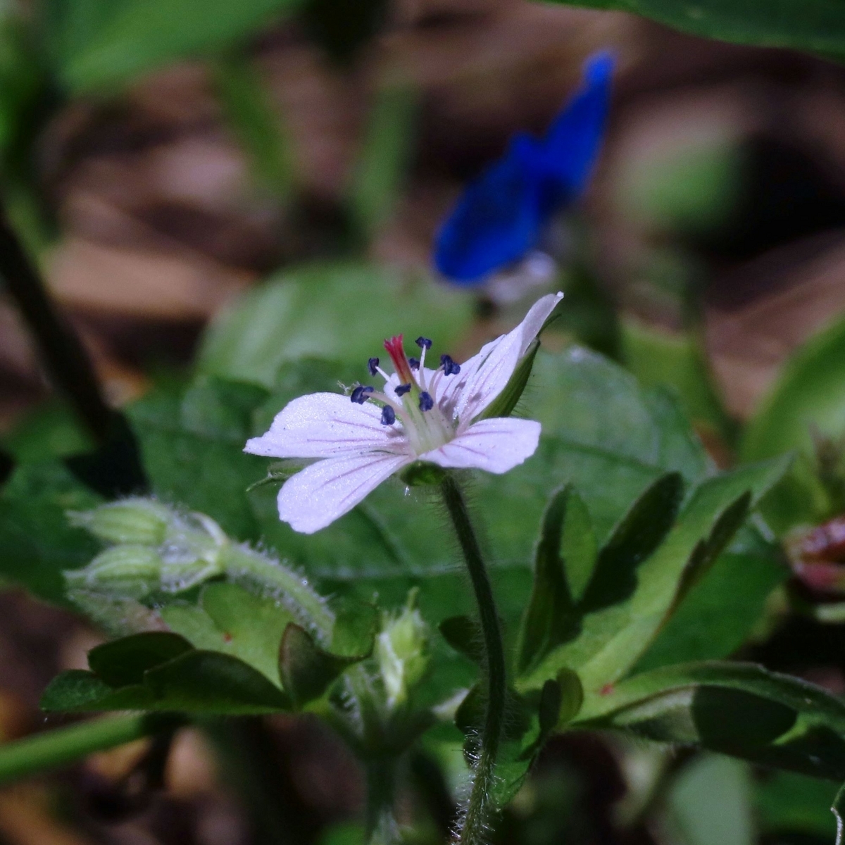 現の証拠と御輿草 - よもやま話