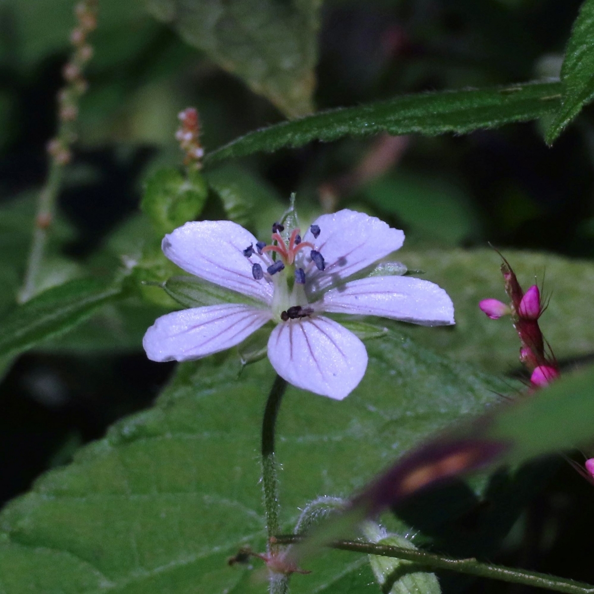 現の証拠と御輿草 - よもやま話