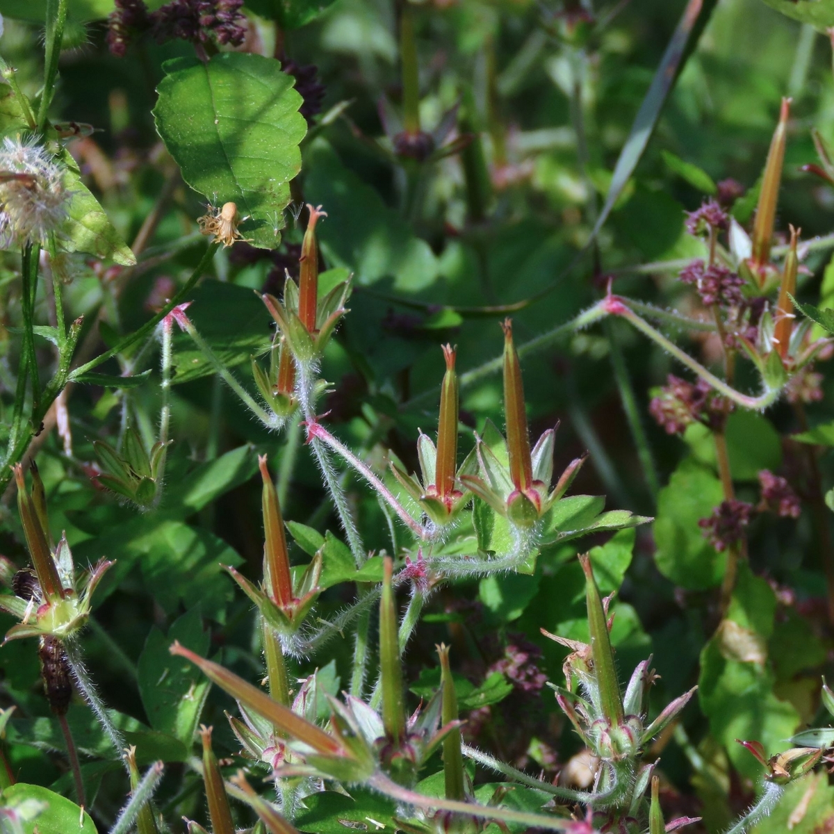 現の証拠と御輿草 - よもやま話