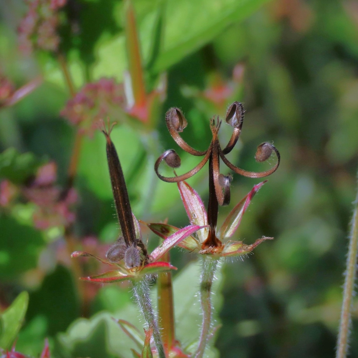 現の証拠と御輿草 - よもやま話