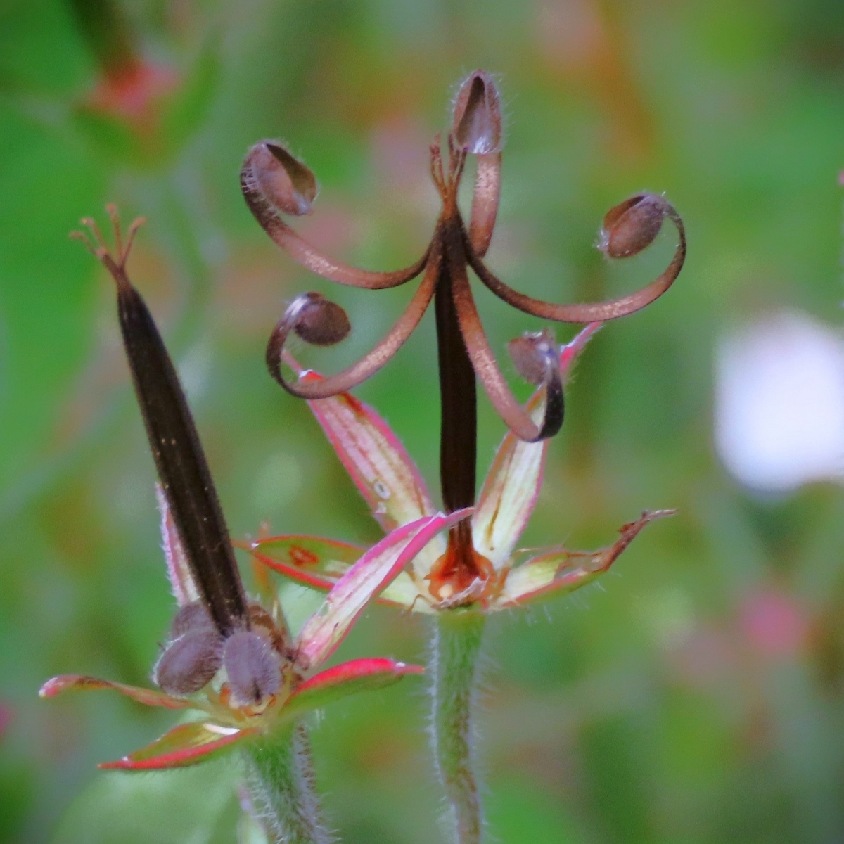 現の証拠と御輿草 - よもやま話