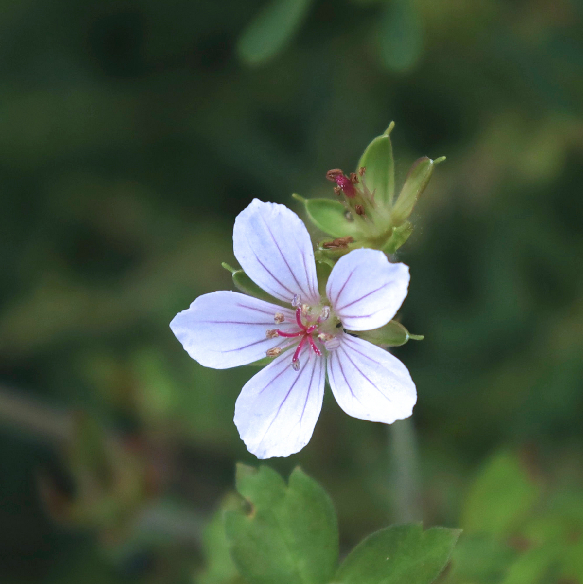 仏の座 - ほうわ