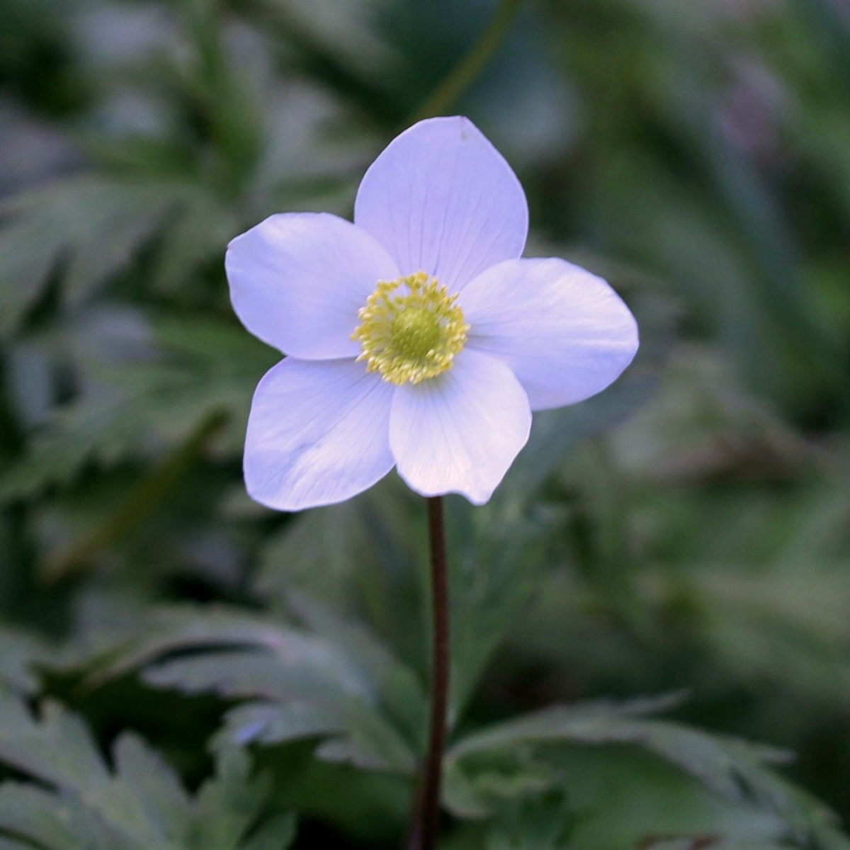 一輪草（いちりんそう） - ほうわ