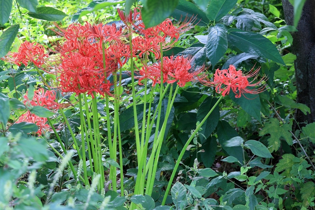 公園の彼岸花と咲いていた花々 - dragon7288の日記