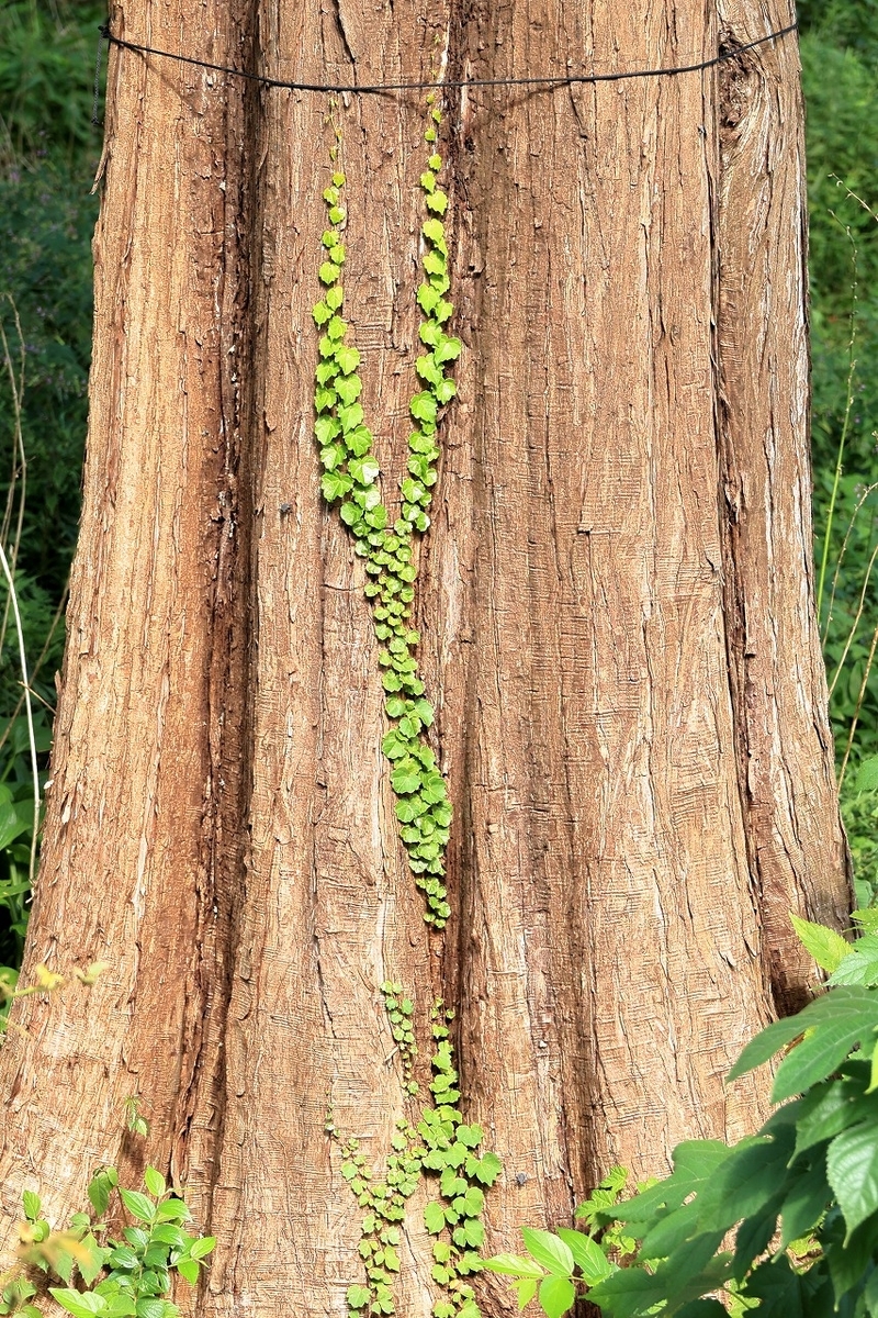 公園をゆっくり散歩 - dragon7288の日記