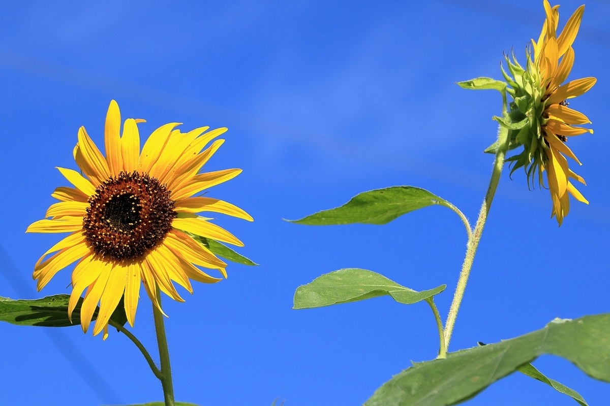 南馬込うえだい公園（大田区） - dragon7288の日記