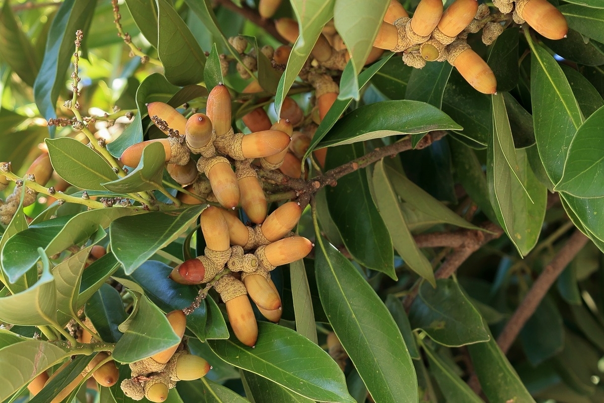 南馬込丁目公園（大田区） - dragon7288の日記