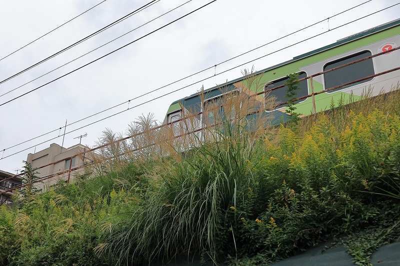 ススキと池上線 - dragon7288の日記